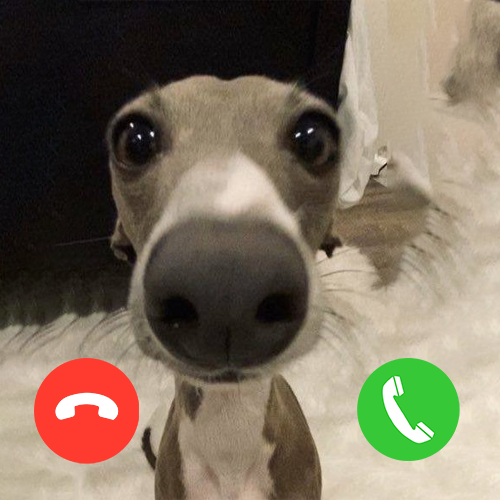 Video Call with Meme Dogs