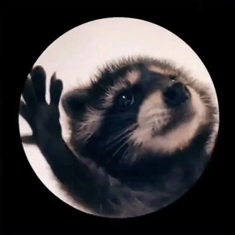 Pedro by @extraakash